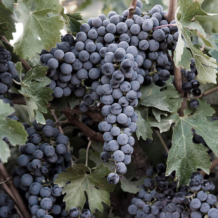 Very Dark Red Wines | Big, Bold & Intensely Smooth